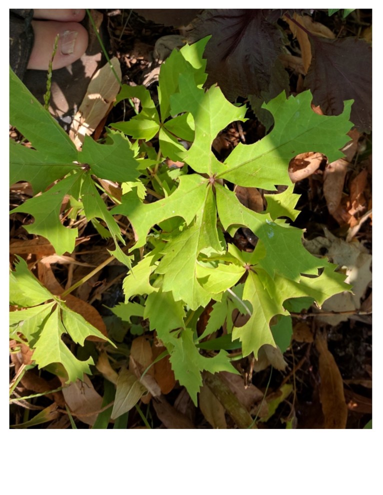Unique leaf shape-Any ideas?