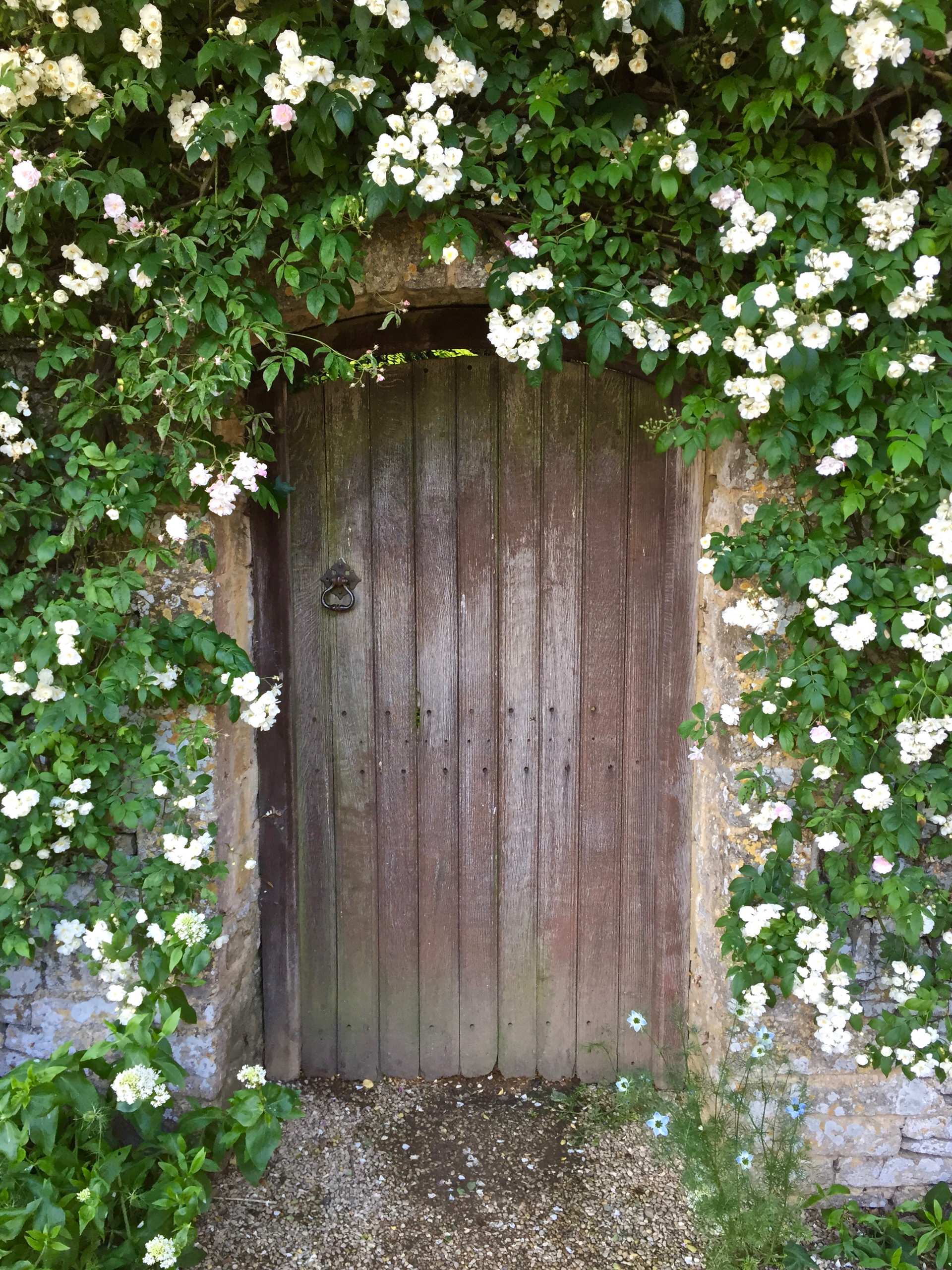 How to Choose a Climbing Plant for Your Front Door | Houzz UK