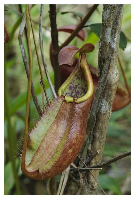 "Pitcher Plant pitcher, Surat Thani, Thailand" Paper Art, 14"x20", 22 ...