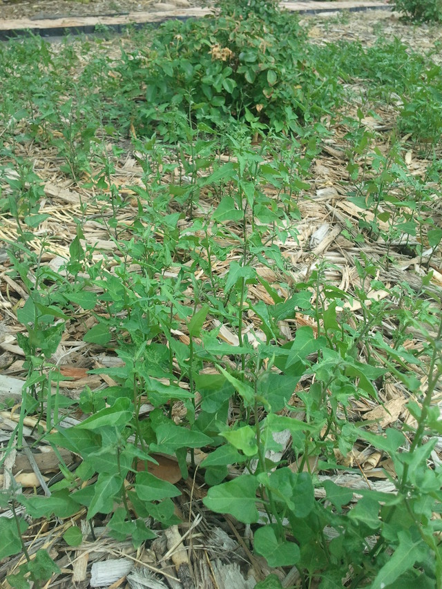 This annoying weed took over part of my yard