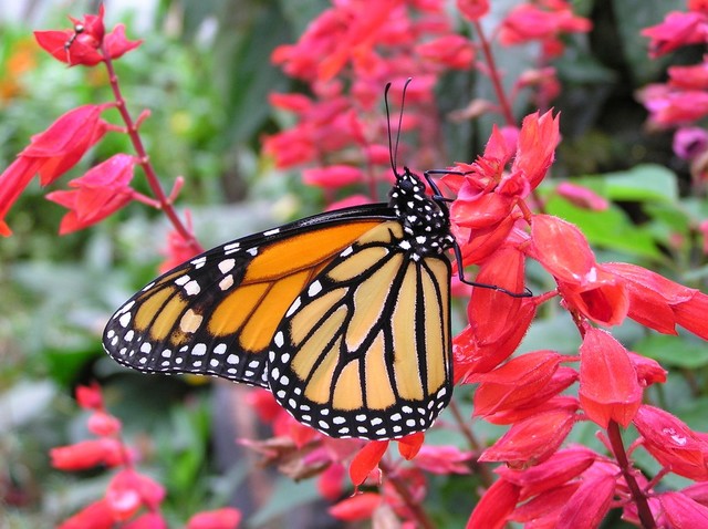 A Wing and a Prayer: Create a Heavenly Home for Butterflies | Houzz NZ