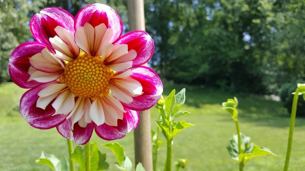 First Bloom: Bumble Rumble!