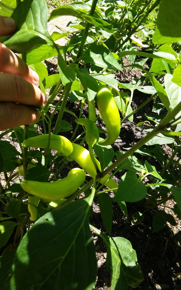 What are these big peppers? And these upright growing ones?
