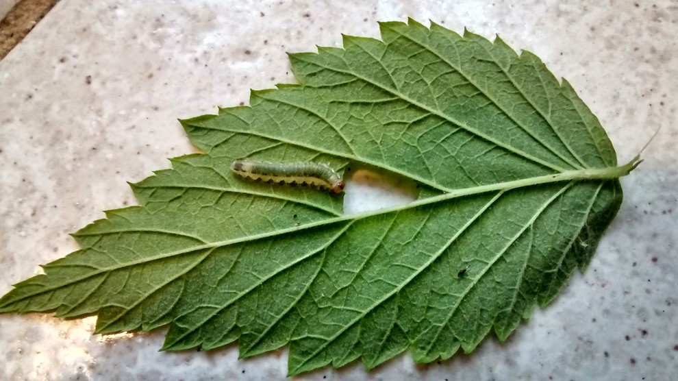 Caterpillars on raspberry leaves