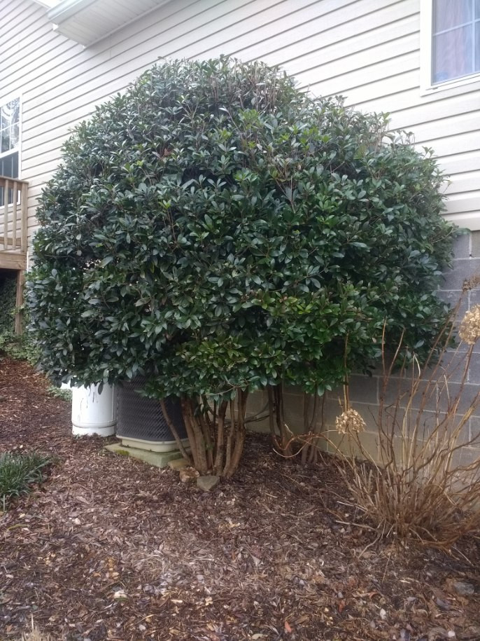 Shrub identification?