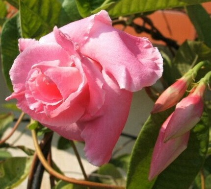 Double Bloom Mandevilla | Houzz Forum