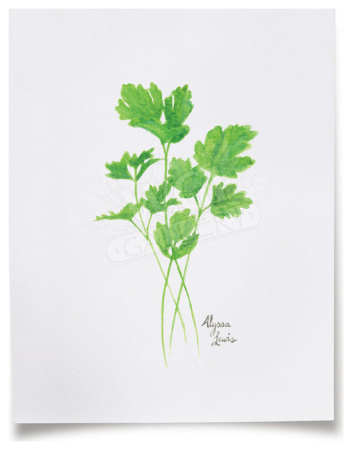"Nature's Lace 2" Parsley Paper Print, Unframed, 13x19 - Contemporary ...
