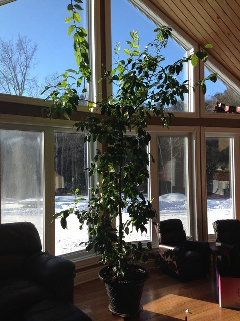 Help lemon tree not flowering