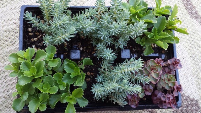 Sedum Identification