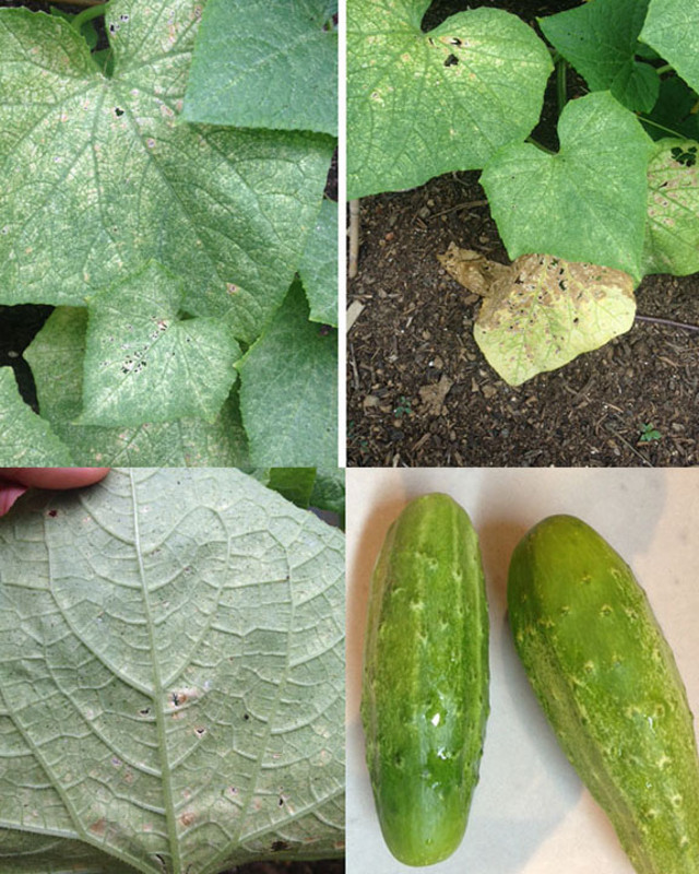 Cucumber problem. Can't diagnose