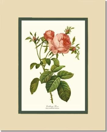 Vintage Botanical Rose Art Print: Cabbage Rose, 11x14 Print ...