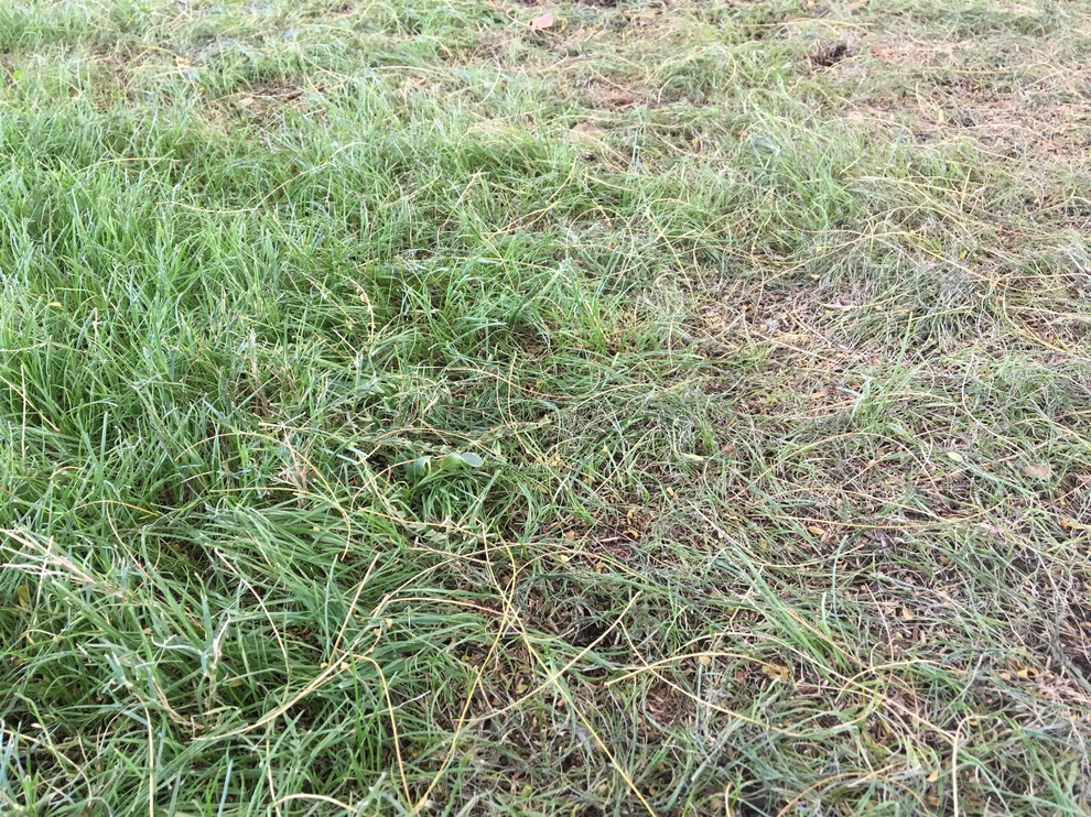Rye grass laying down? | Houzz Forum