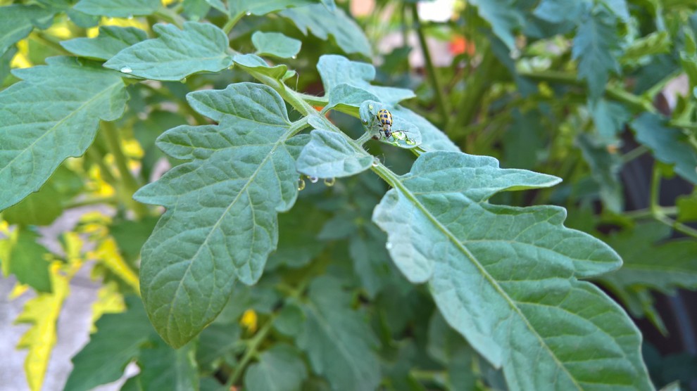 identify black spotted bug