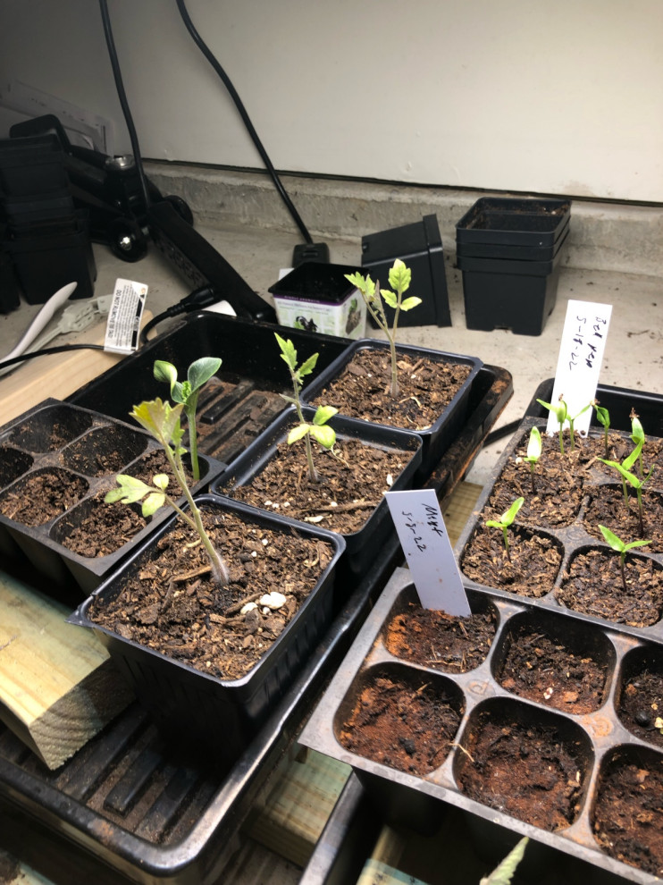 Stunted seedlings always