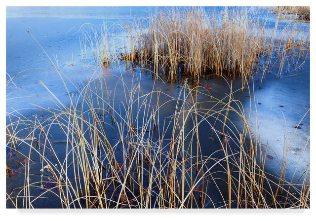 "Bull Rush And Reeds In Ice Mendon Ponds" by Anthony Paladino, Canvas ...