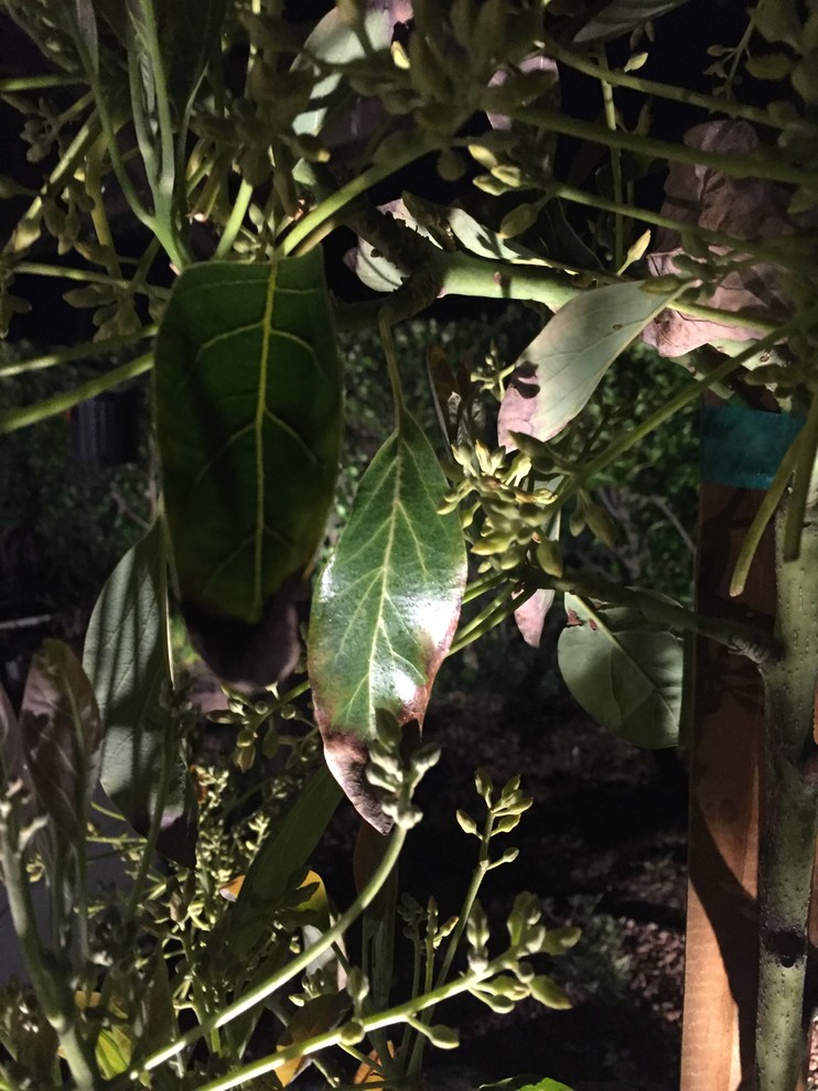 What's wrong with my avocado tree? Please help:-/ | Houzz Forum