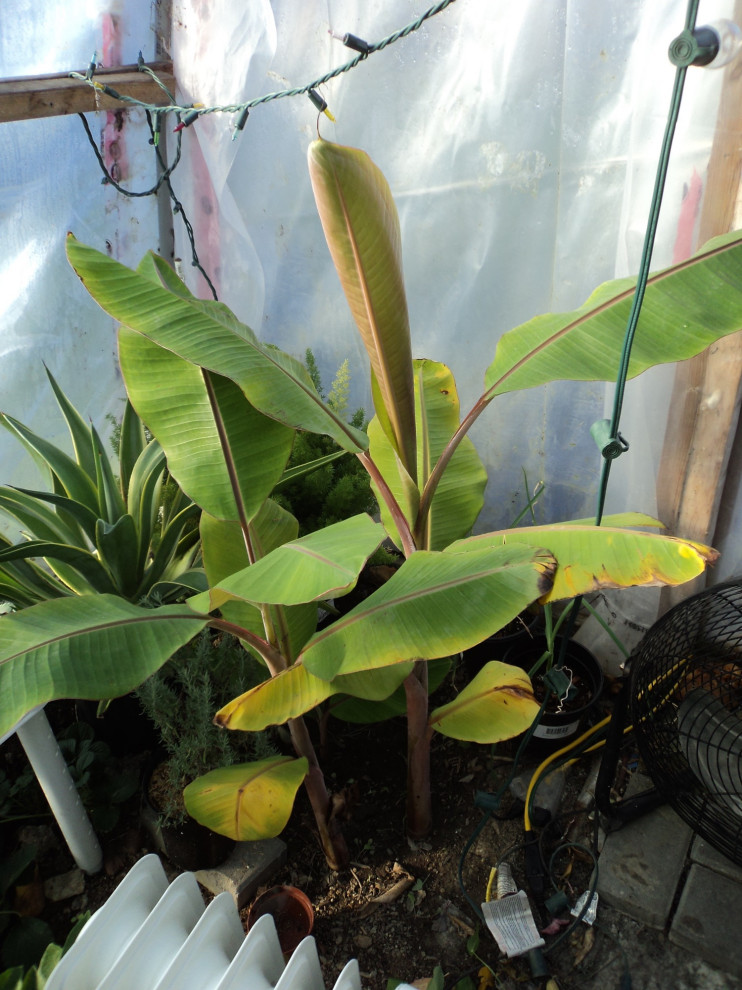 Musa Pisang Ceylon #2