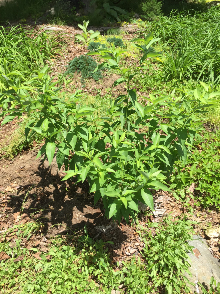 Is this a suckering tree or a shrub?