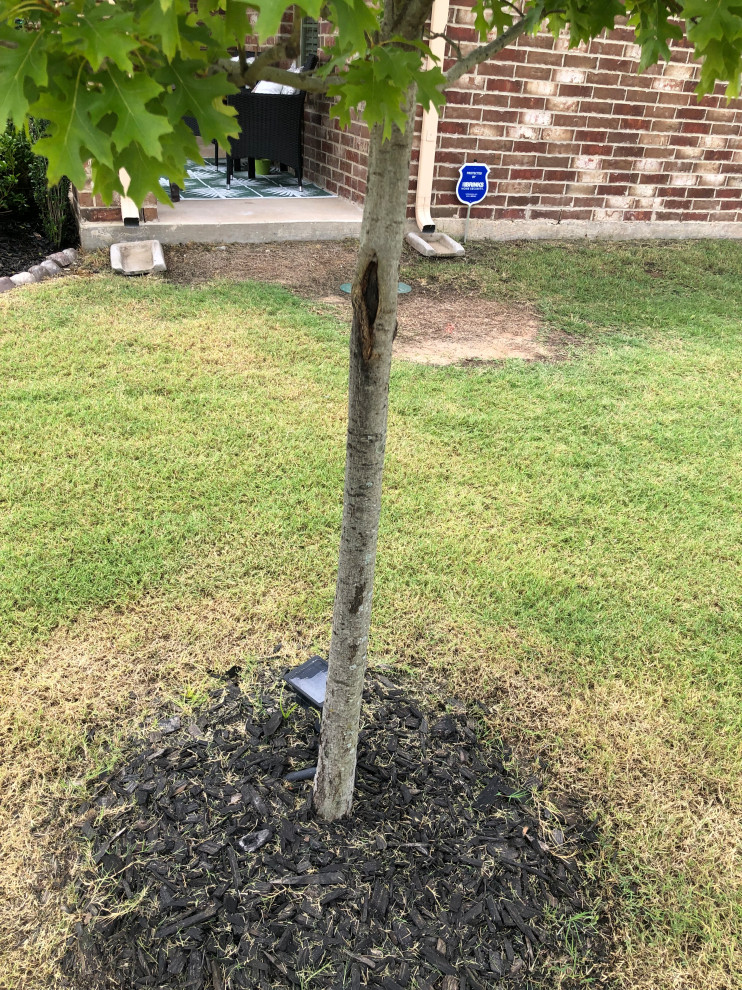 Red Oak bark damage disease?