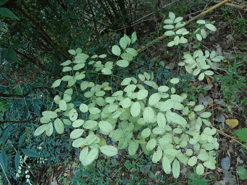 Pale Green, Pinnate Leaves?