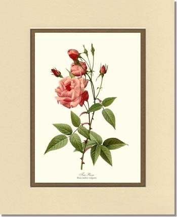 Vintage Botanical Rose Art Print: Tea Rose, 11x14 Print - Traditional ...