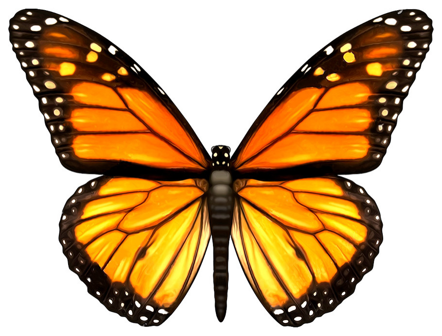 Monarch Butterfly Porcelain Pool Mosaic ( 4" X 3" ), 4" X 3 ...