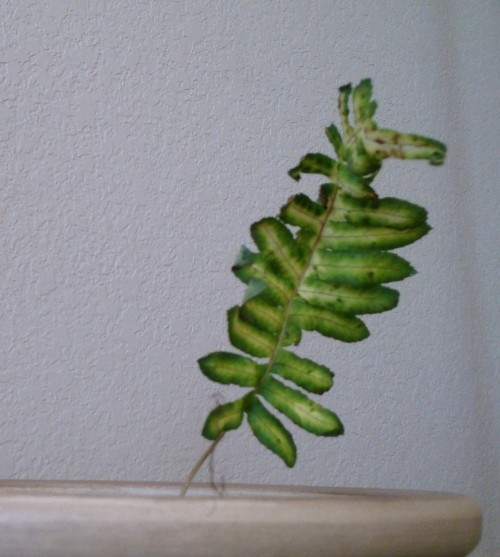 Help with a Fern - turning yellow with picture