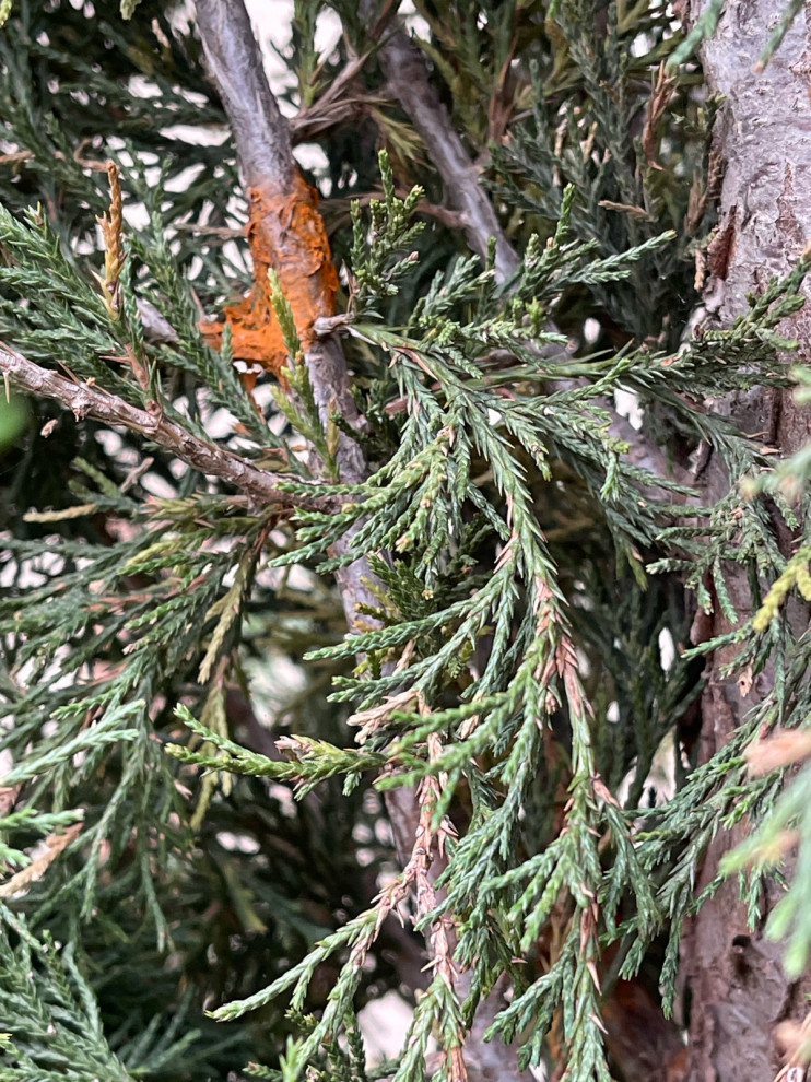 Taylor Columnar Juniper interior orange growth?