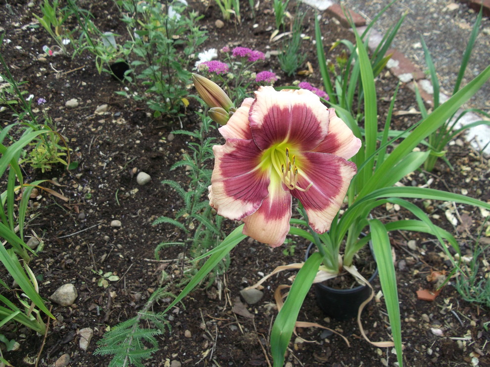 What Variety Are These Mystery Daylilies?