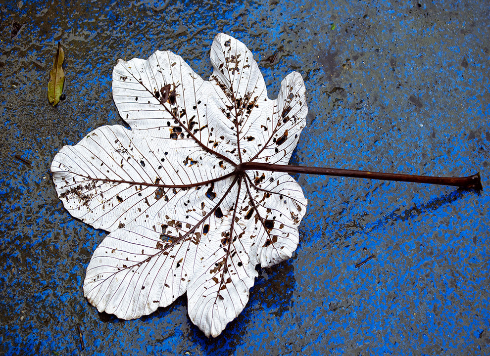 "Fallen", 36" x 36" - Contemporary - Prints And Posters - by JVA Art ...