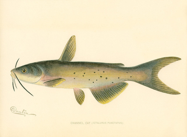 Channel Cat Print, 11" x 14" - Contemporary - Prints And Posters - by ...