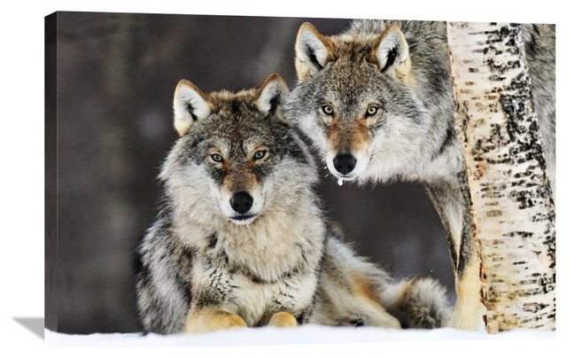 "Gray Wolf Pair In The Snow, Norway" Artwork, 36" x 24" - Rustic ...