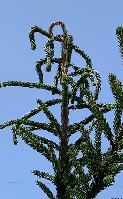 Gowdy Oriental Spruce leader