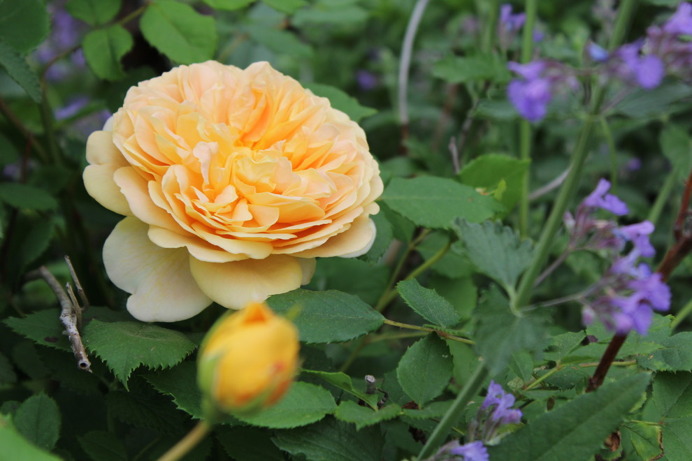 DA Roses Blooms from Today