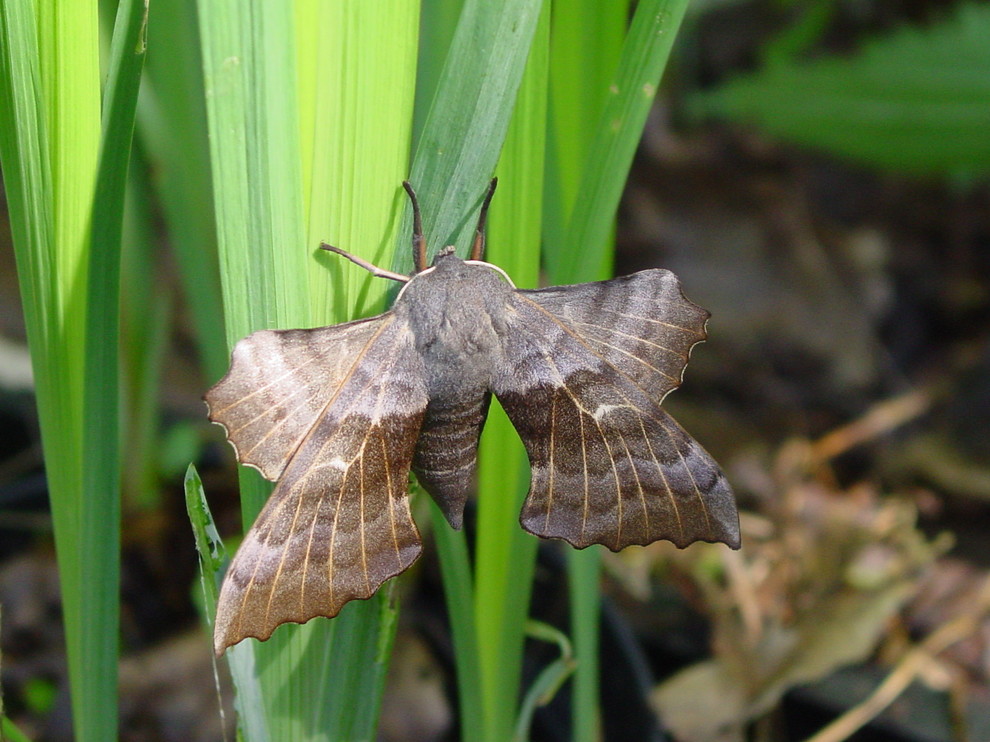 15 Native Flowers That Attract Butterflies