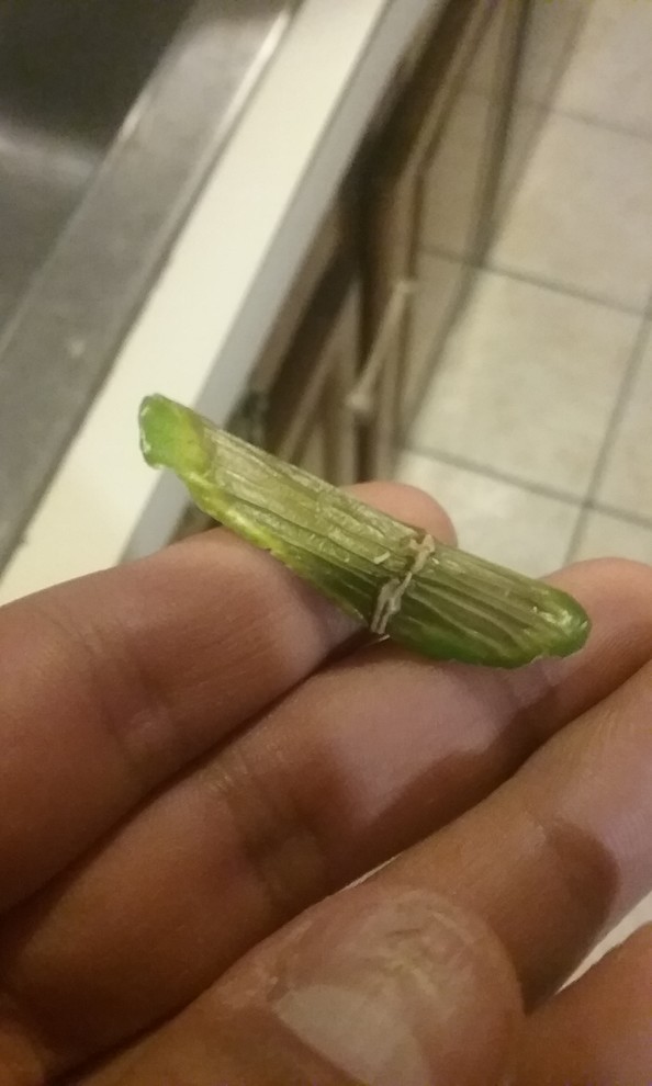 Lucky Bamboo Rot