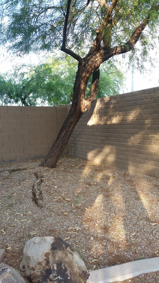 Healthy mesquite tree roots lifted
