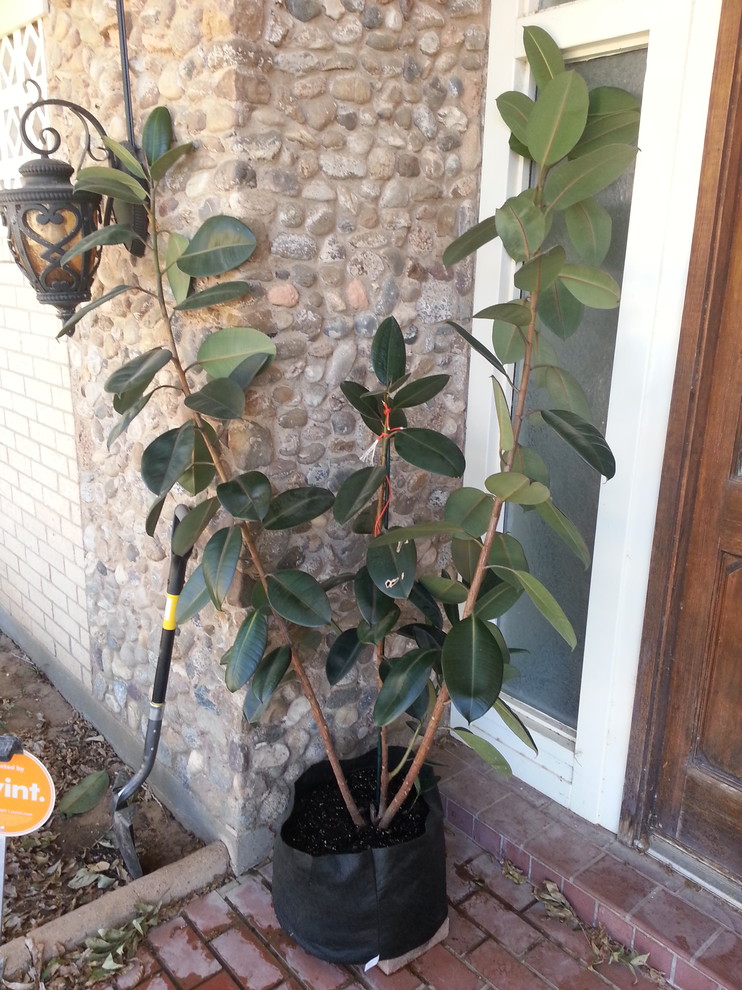 Rubber Tree Pruning