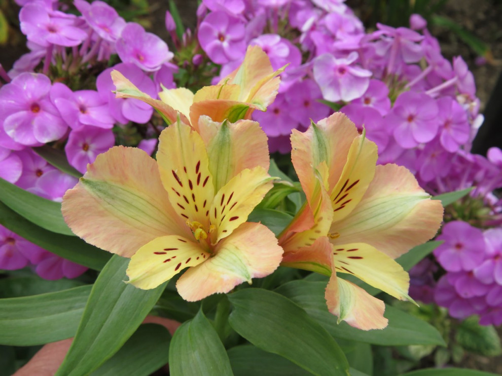 Indoor winter alstroemeria ? | Houzz Forum