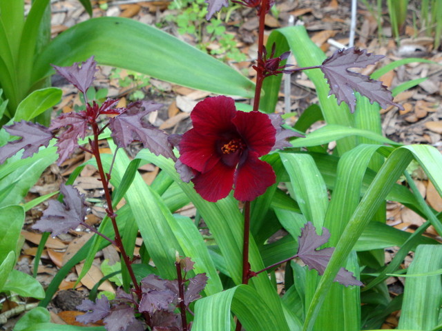 Darren this is my first bloom of your Mahogany Splendor Hibiscus