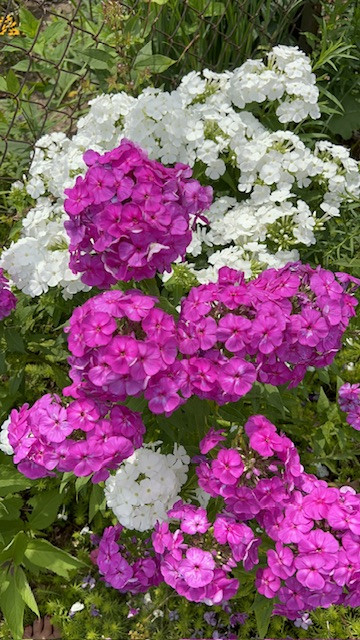 August 2023 Bloomers!