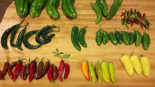 Pepper Identification?