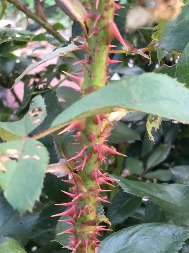 Knockout Roses--is this Rose Rosette Disease?