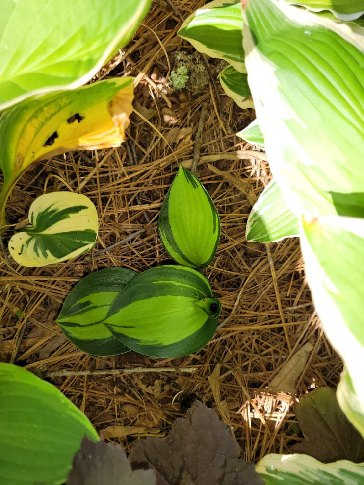 2 Baby Hosta I have been watching for 2 years