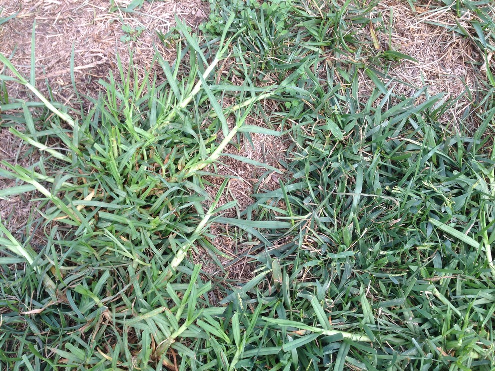 Grass identification