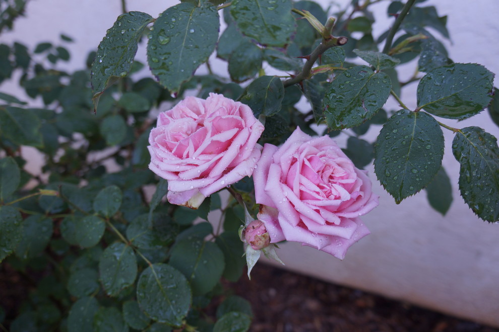 Please Tell Us About Your Best Ten Roses