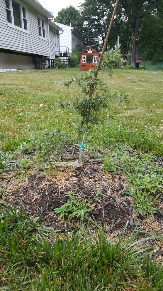 How and when to stake a young conifer graft?