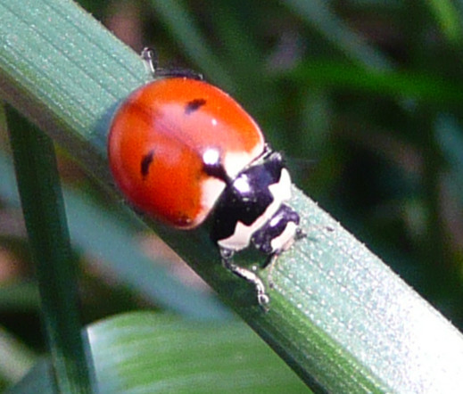 Ladybug Identification