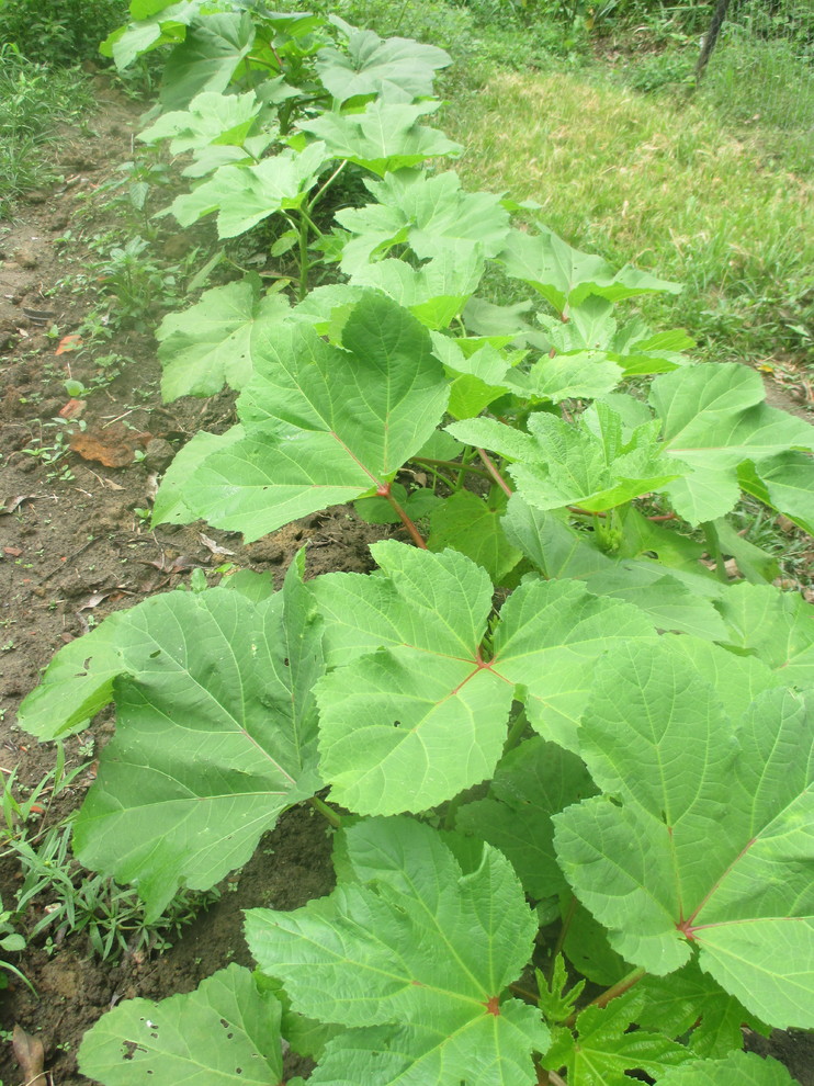 How to Grow Okra | Houzz