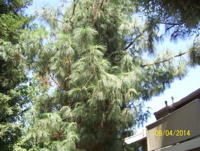 Conifer ID please
